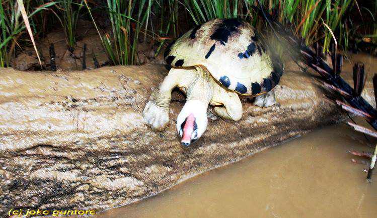 Painted Batagur in May 2012 by Joko Guntoro. Male Batagur borneoensis ...