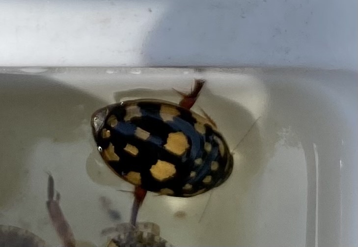 Sunburst Diving Beetle from Autlán de Navarro, Jal., MX on September 22 ...