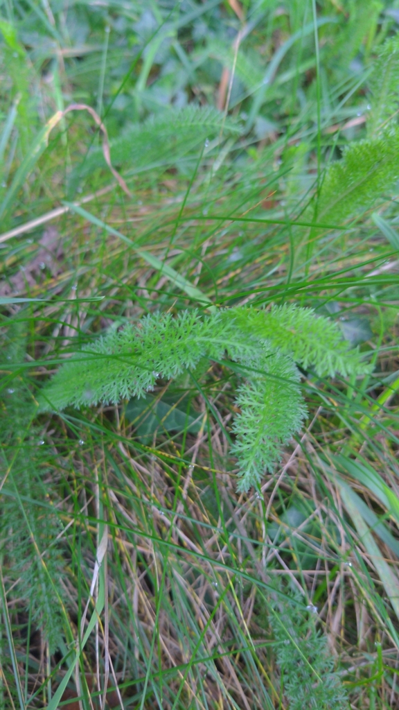 common yarrow from Haslington, Crewe CW1 5UE, UK on September 25, 2024 ...