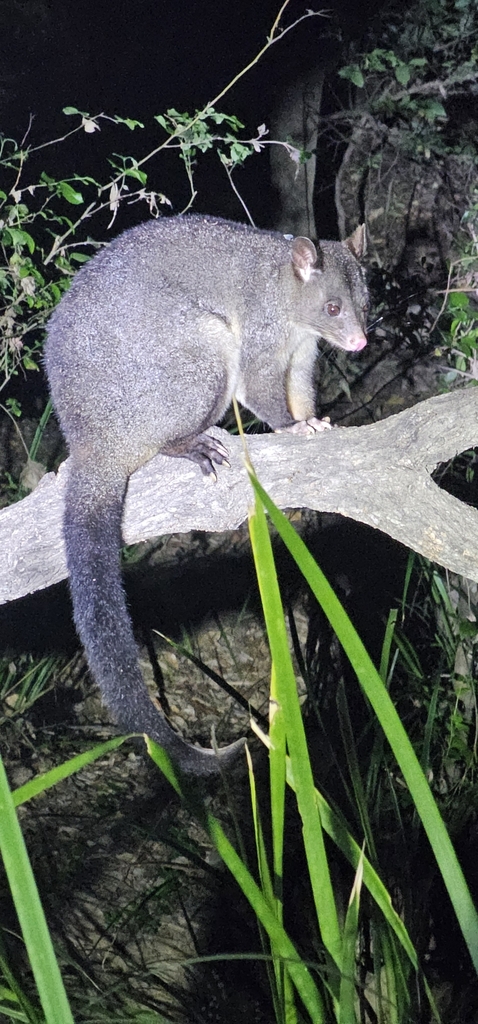 Short-eared Brush-tailed Possum from Brookwater QLD 4300, Australia on ...