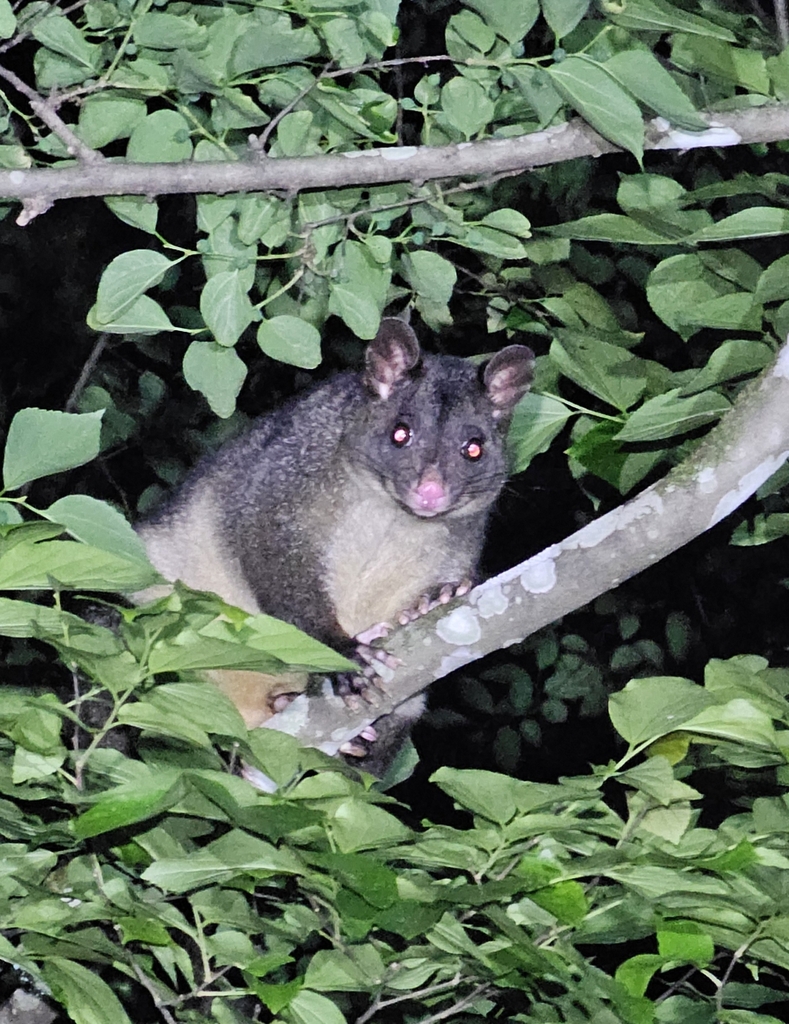 Short-eared Brush-tailed Possum from Brookwater QLD 4300, Australia on ...
