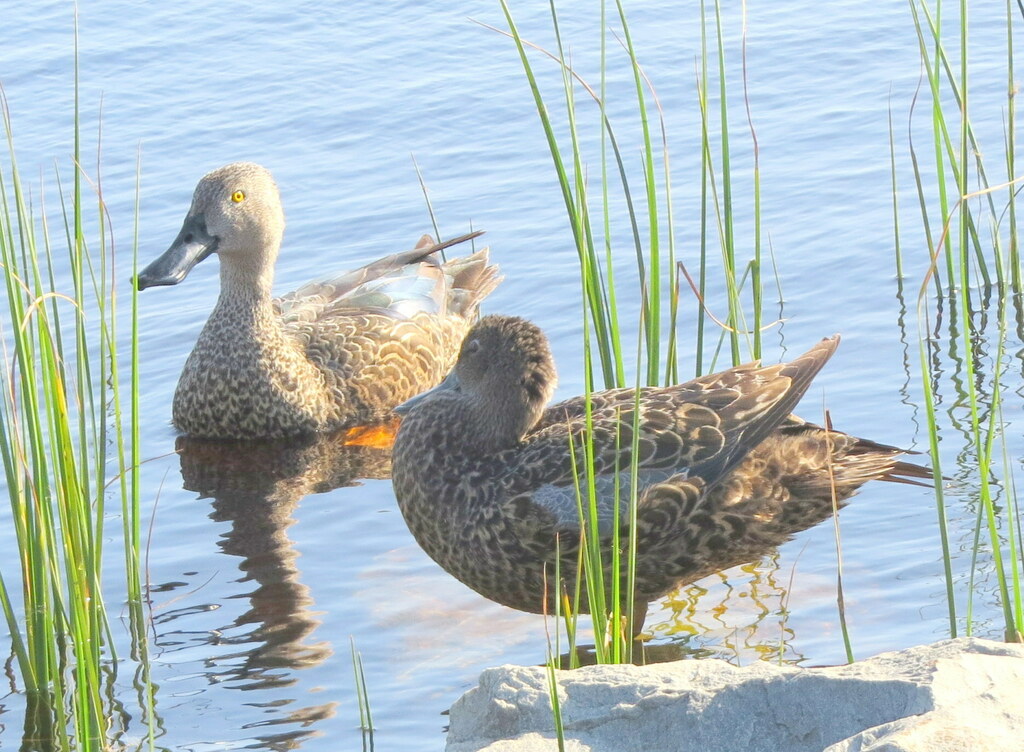 Cape Shoveler from Vermont, 7201, South Africa on September 21, 2024 at ...