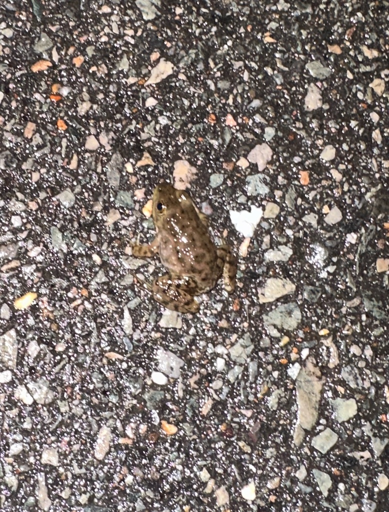 American Bullfrog from Wellstone Cir, Apex, NC, US on September 25 ...