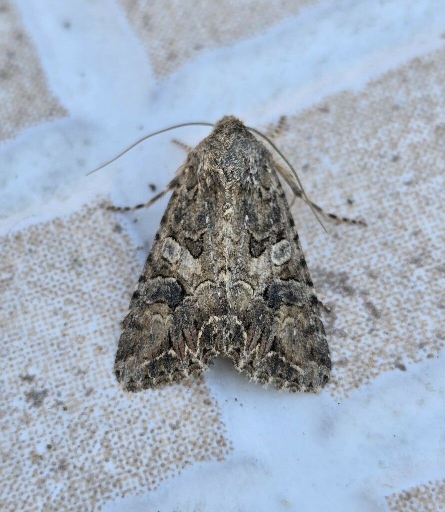 Nutmeg Moth from 5472 1 Kastel, Bulgaria on 24 September, 2024 at 08:37 ...