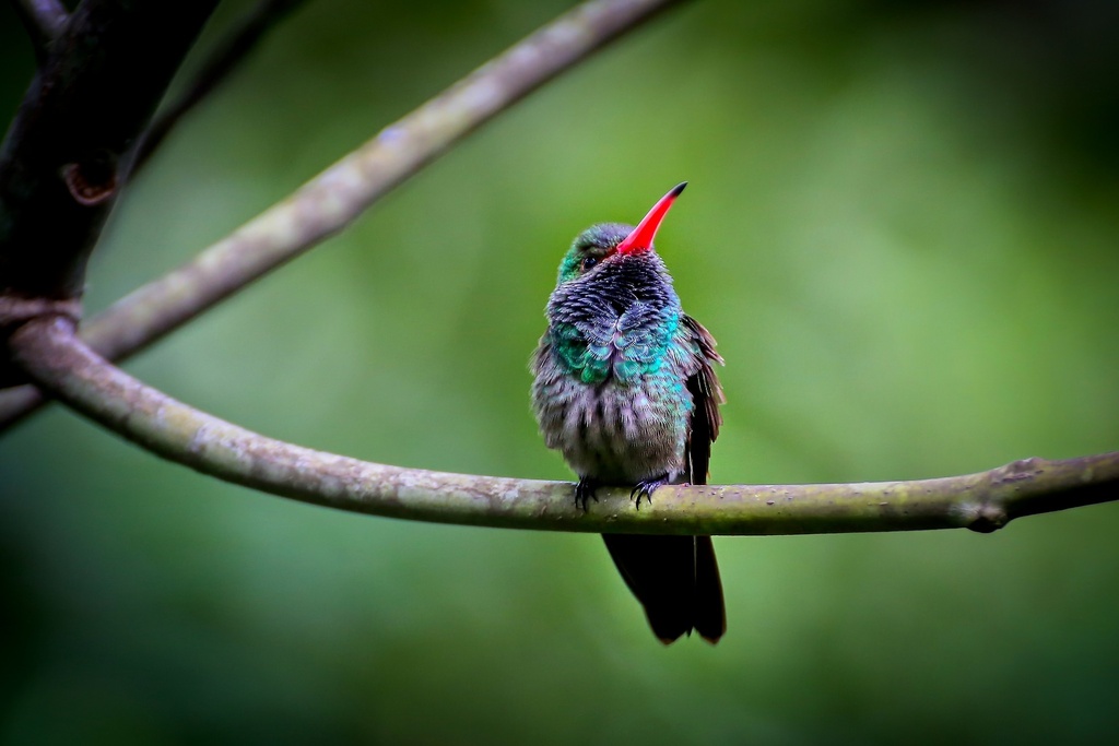 Rufous-tailed Hummingbird from Minca, Santa Marta, Magdalena, Kolumbia ...