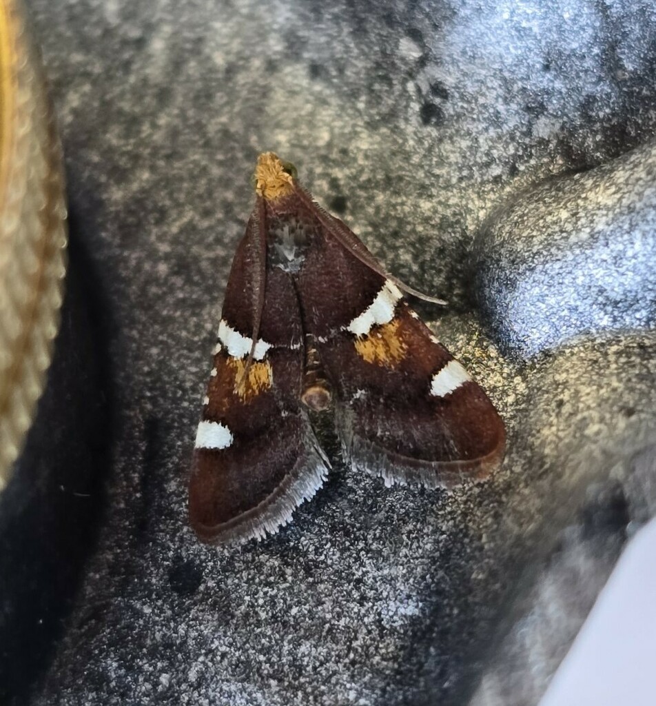 Pyralis regalis from 5472 1 Kastel, Bulgaria on 24 September, 2024 at ...