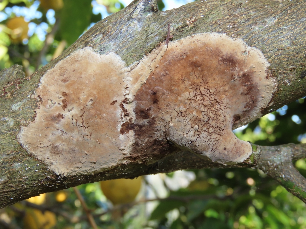 Septobasidium from Wallaga Lake NSW 2546, Australia on September 22 ...
