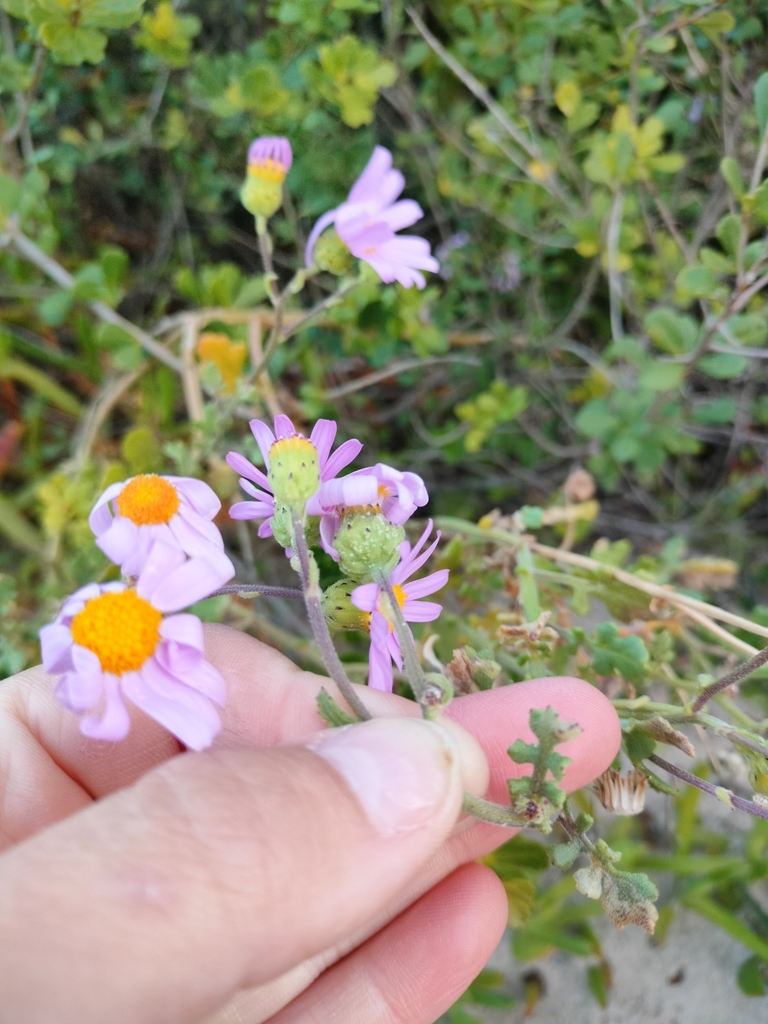 Red-purple Ragwort from Natures Valley, Nature's Valley, South Africa ...