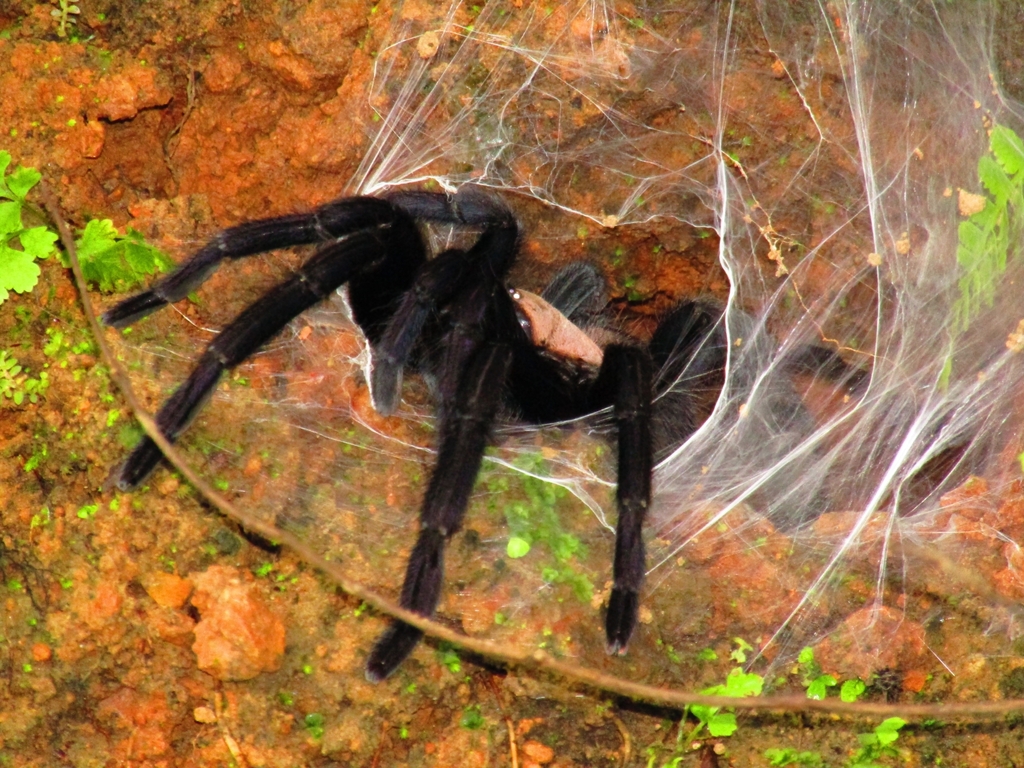 Indian Violet Tarantula from 627P+9J8, Paroda, Goa 403703, India on ...