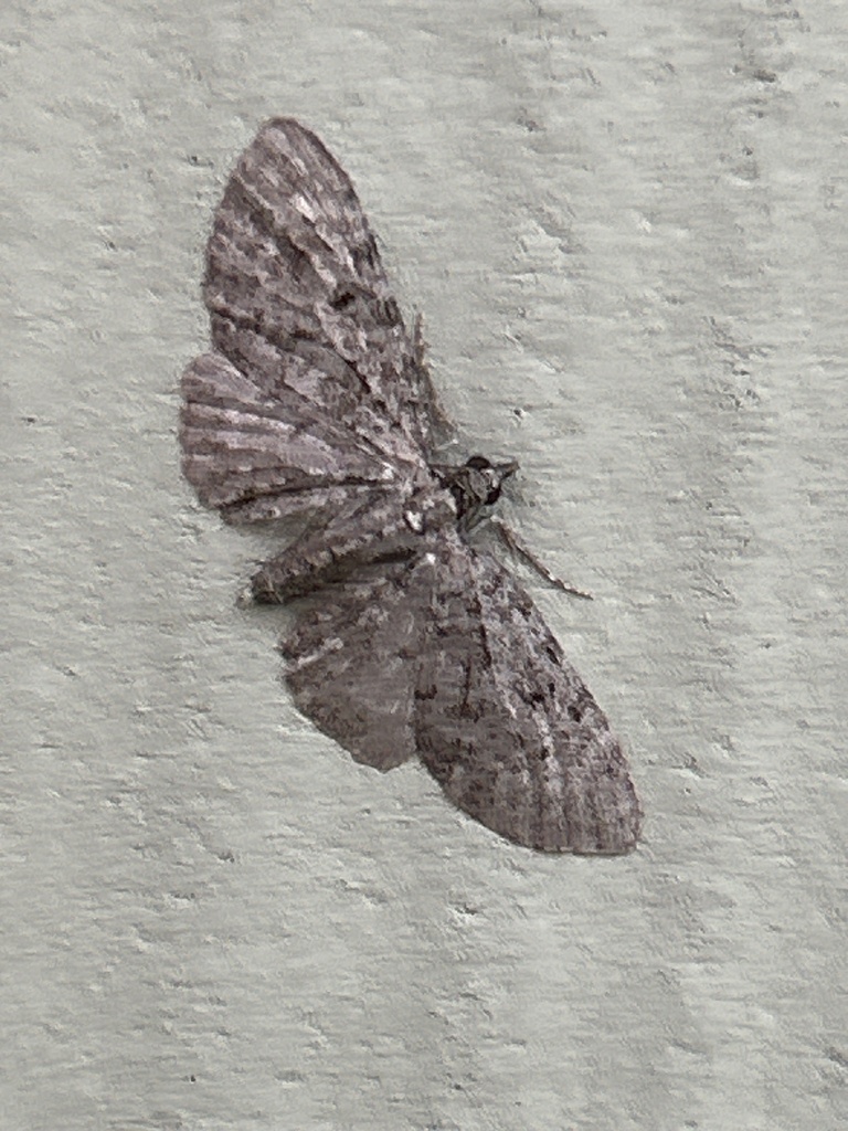 Common Eupithecia Moth from Alpha Ridge Park, Marriottsville, MD, US on ...