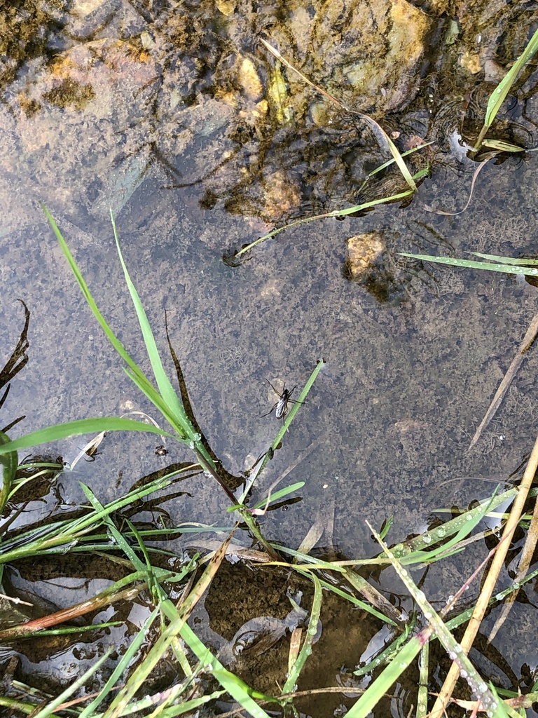 Winged and Once-winged Insects from Newfoundland, Torbay, NL, CA on ...