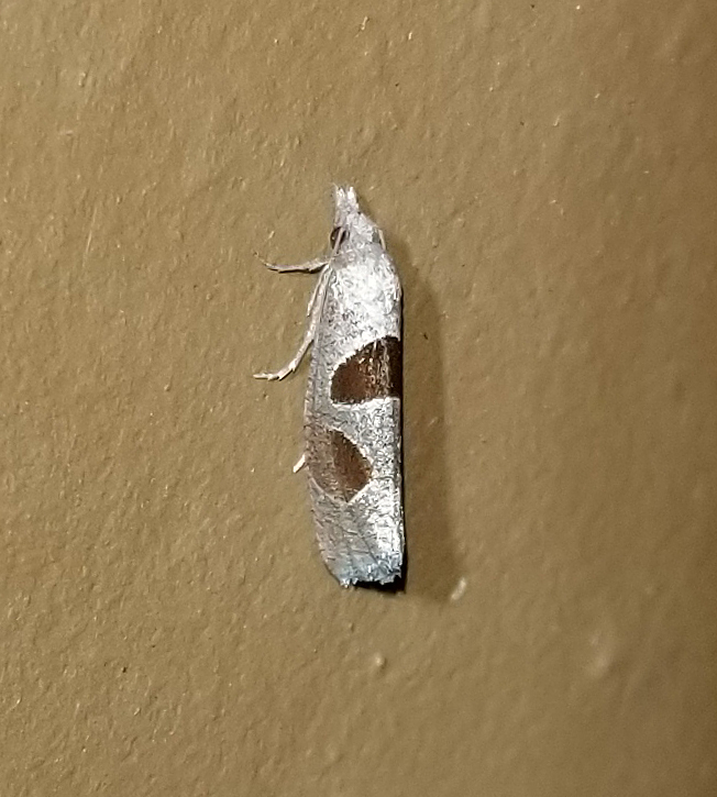 Triangle-backed Pelochrista Moth from Fentress County, TN, USA on ...