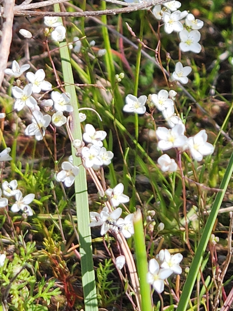 Dainty Sunspurge from Kenilworth, Cape Town, 7745, South Africa on ...