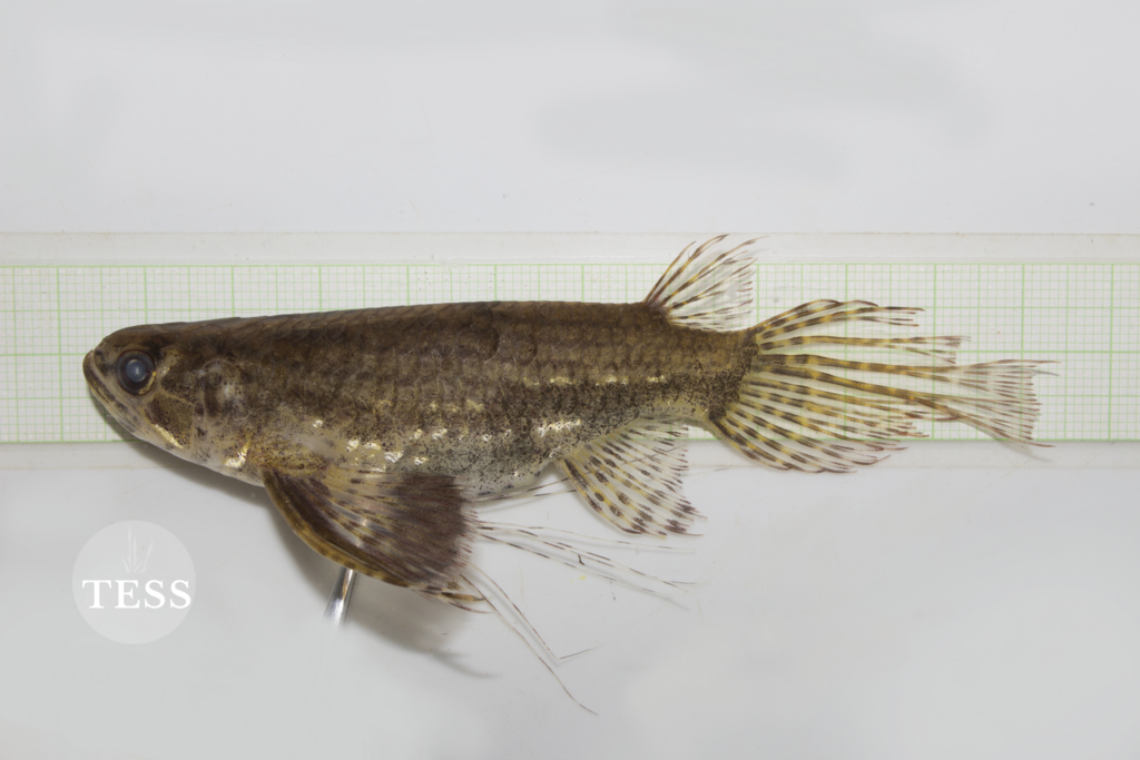 Freshwater Butterflyfish from Moungo, Cameroon on January 23, 2020 at ...