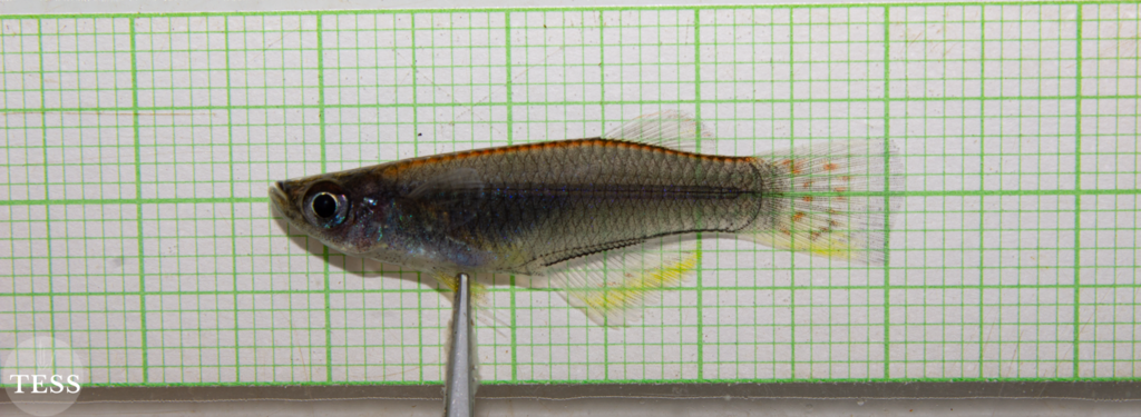 Procatopus similis from Moungo, Cameroon on January 23, 2020 at 10:49 ...