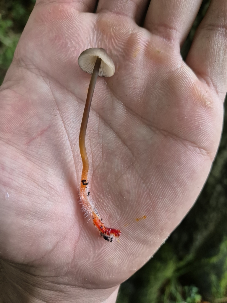 saffrondrop bonnet in September 2024 by Aaron Poole · iNaturalist