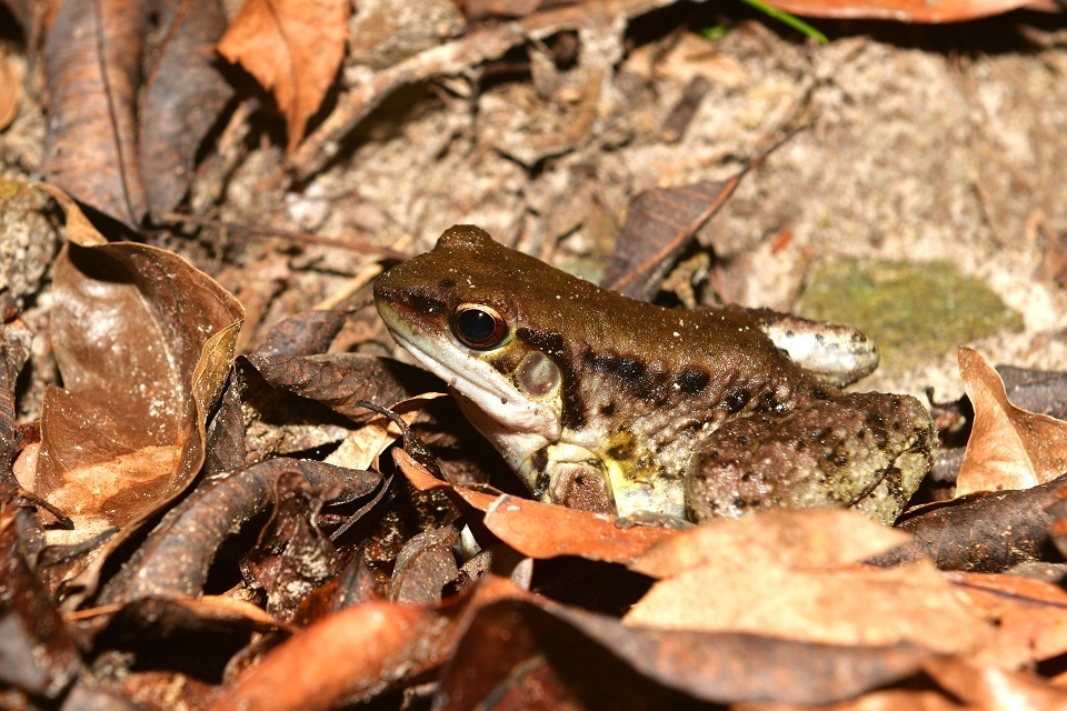 Holst's Frog in August 2024 by Shigefumi KANAO · iNaturalist