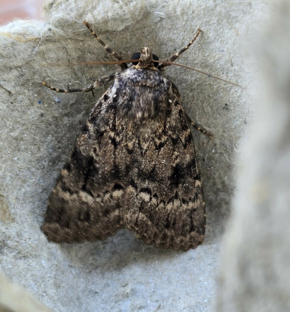 Eurasian Copper Underwing Complex from 5472 1 Kastel, Bulgaria on ...