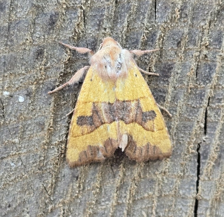 Centre-barred Sallow from 5472 1 Kastel, Bulgaria on 24 September, 2024 ...