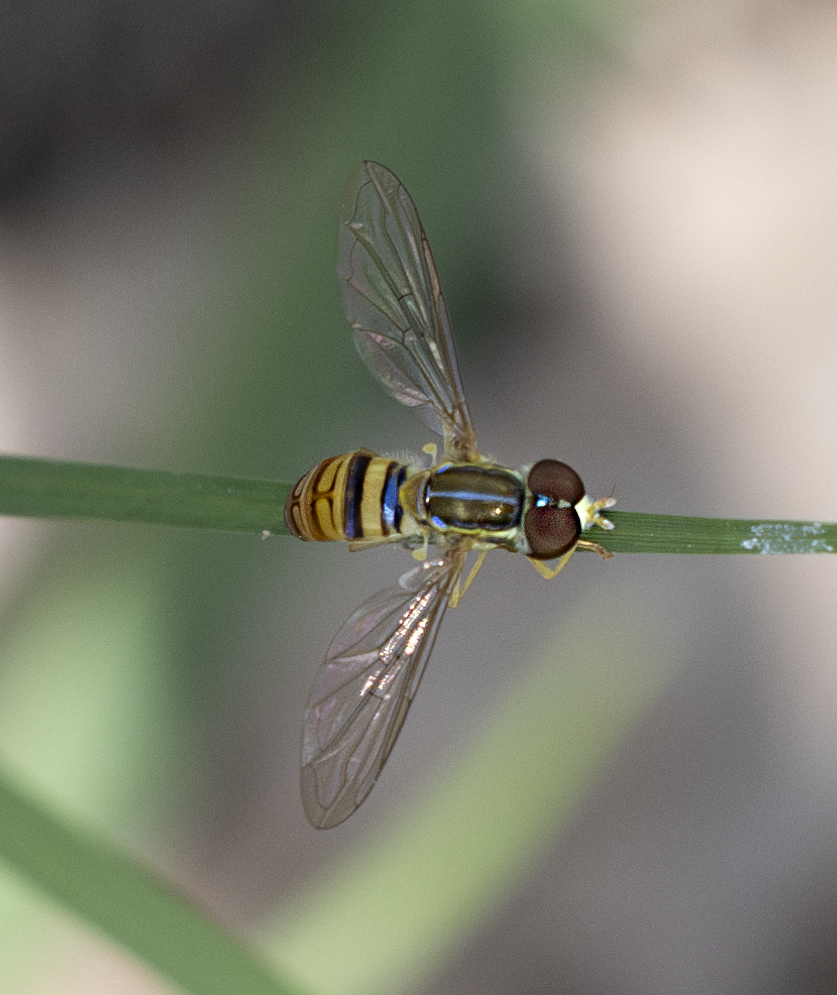 Maize Calligrapher in September 2022 by Wanda Smith · iNaturalist