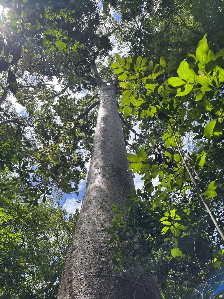 canoe tree in September 2024 by J. Sebastian Giraldo-Bernal · iNaturalist