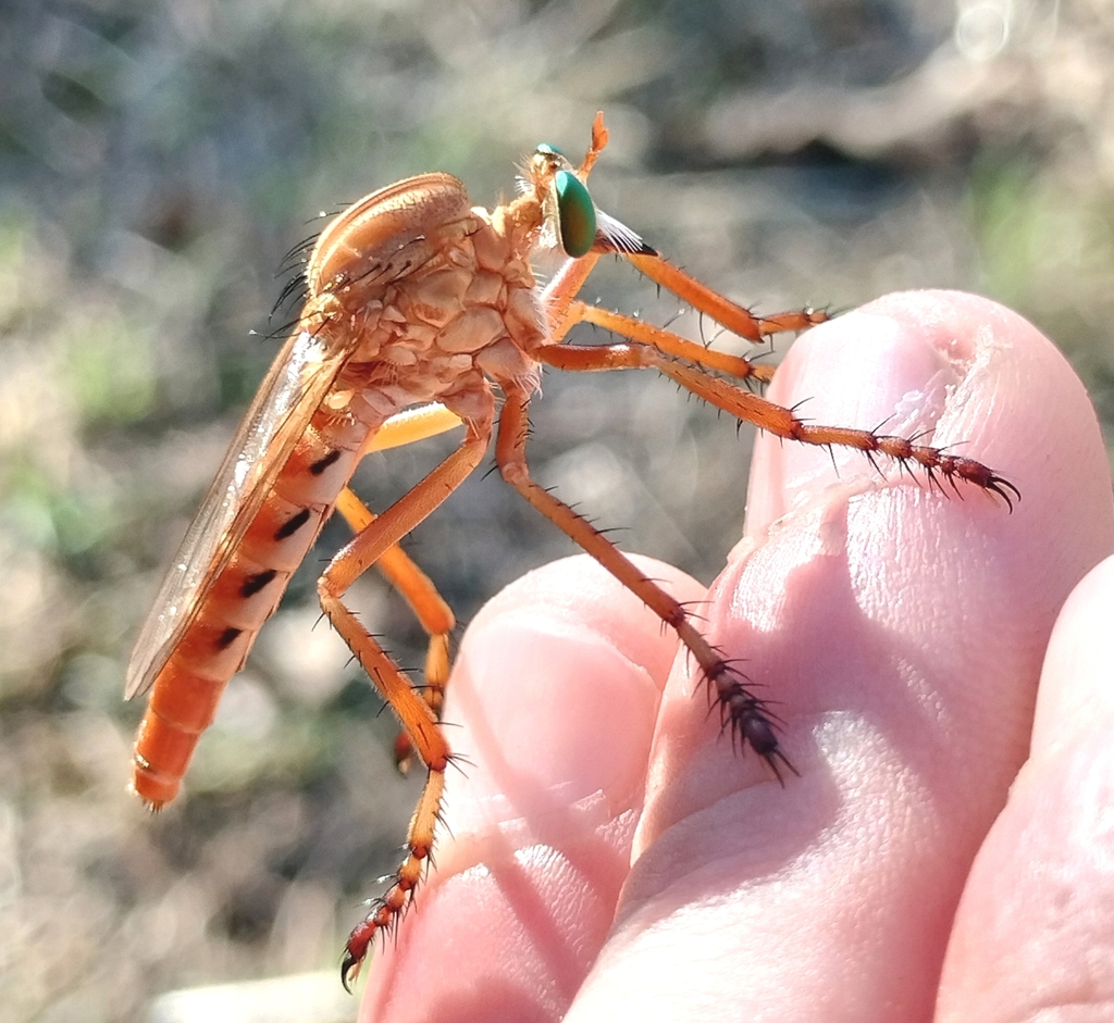 Prairie Robber Fly from Joshua, TX 76058, USA on September 25, 2024 at ...