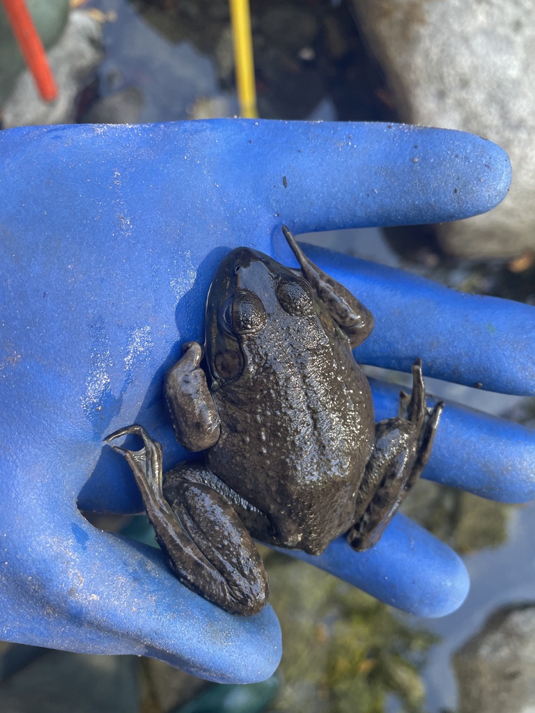 American Bullfrog from Hastings Natural History Reservation, Carmel ...