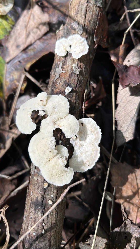 little nest polypore from SSR-D, Saint Charles, MO, US on September 25 ...