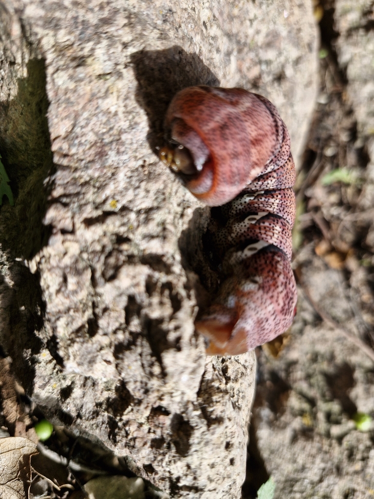 Typhon Sphinx from 76504 Qro., México on September 24, 2024 at 09:29 AM ...