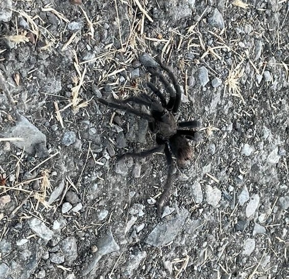 Texas Brown Tarantula from Range Rd 43, Lac Ste. Anne County, AB, CA on ...