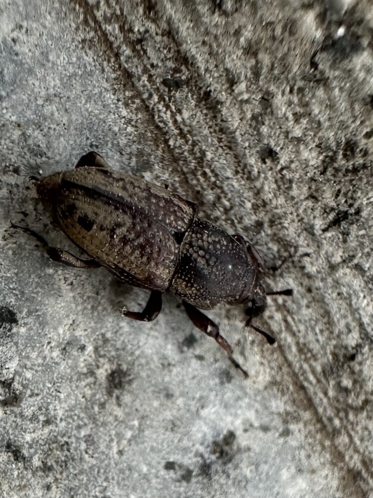 Hunting Billbug from 花木公园, 上海市, CN on September 26, 2024 at 05:17 PM by ...