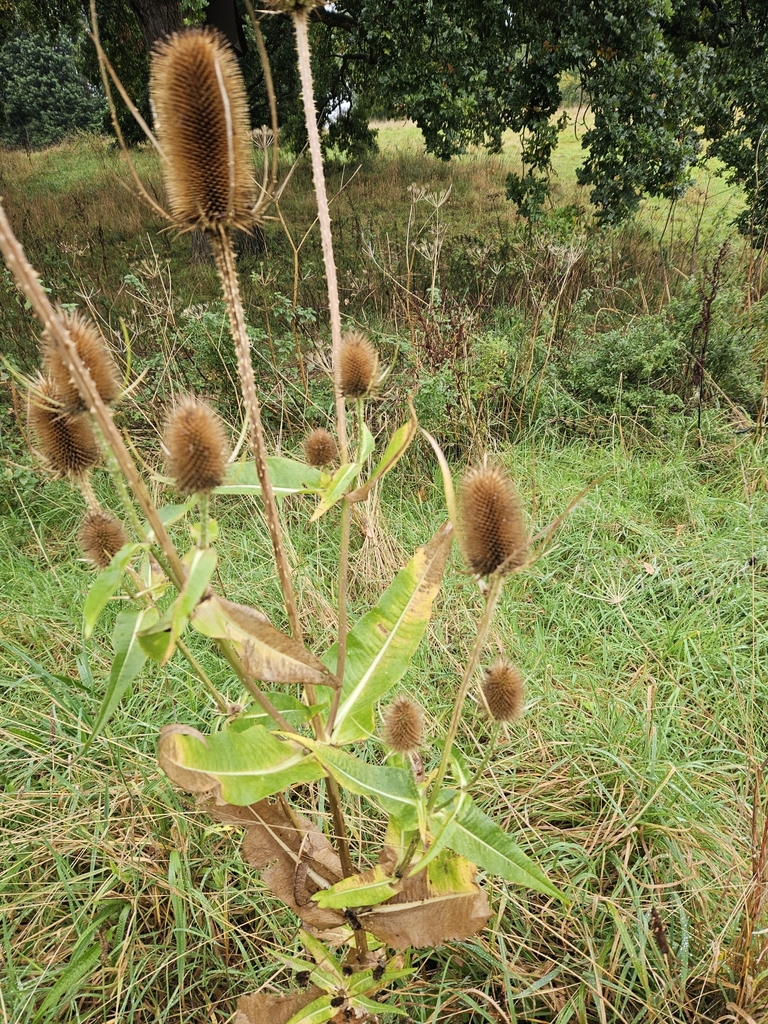 wild teasel from Stafford ST17 0XS, UK on September 26, 2024 at 09:52 ...