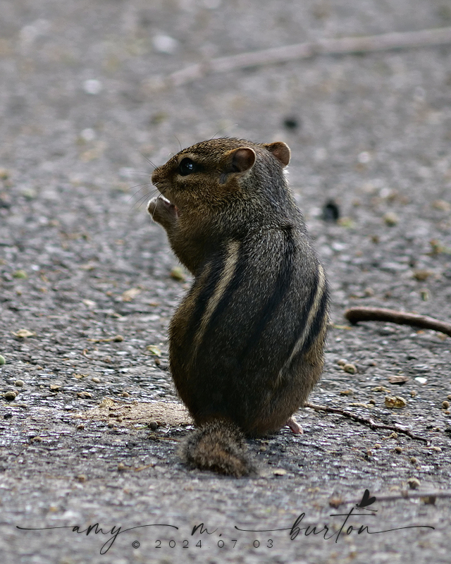 Eastern Chipmunk from Silver Lake, Blackwell Forest Preserve, Main ...
