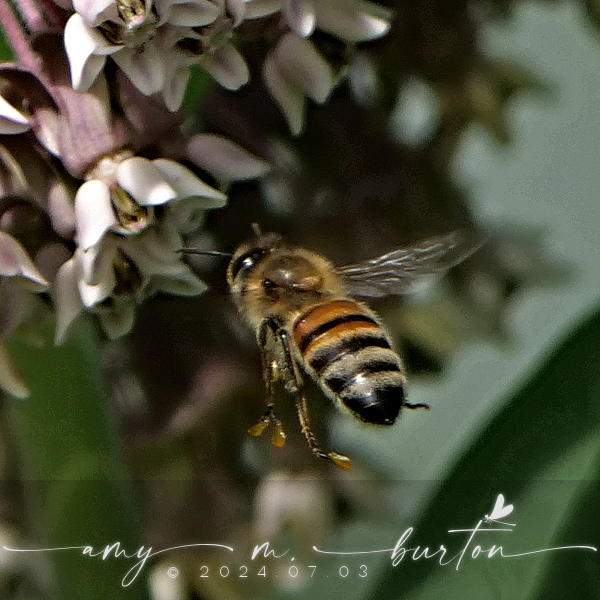 Western Honey Bee from Silver Lake, Blackwell Forest Preserve, Main ...