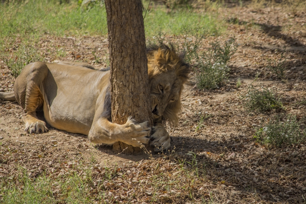 Northern Lion in March 2018 by Dee Patel · iNaturalist