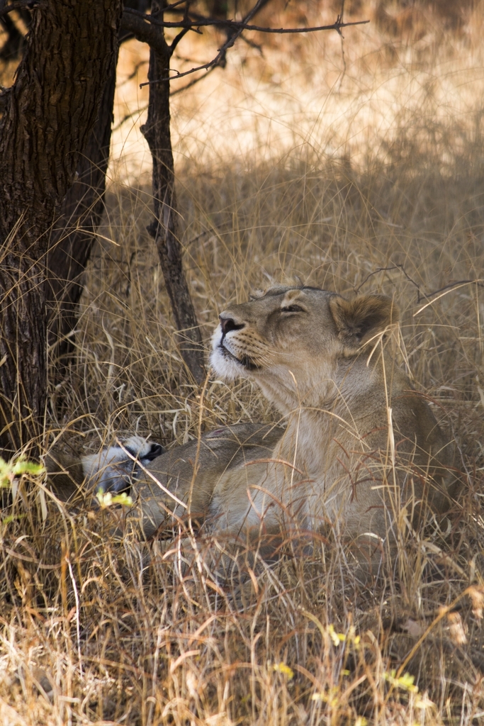 Northern Lion in March 2017 by Dee Patel · iNaturalist