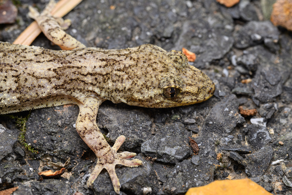 Calling Geckos from 中国浙江省杭州市西湖区 on August 3, 2024 at 10:39 PM by ...