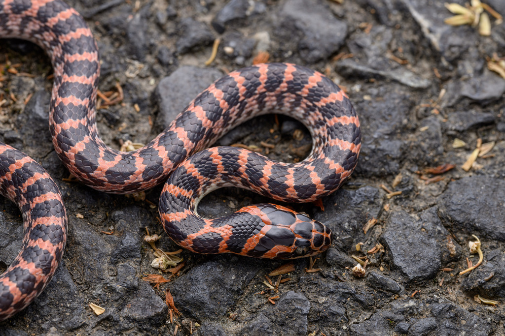 Red-banded Snake from Hangzhou, Zhejiang, China on August 03, 2024 at ...