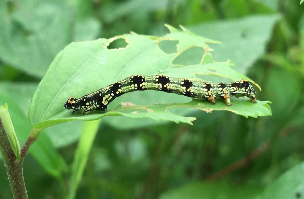 Cutworm Moths and Allies from sativli, Maharashtra, India on September ...