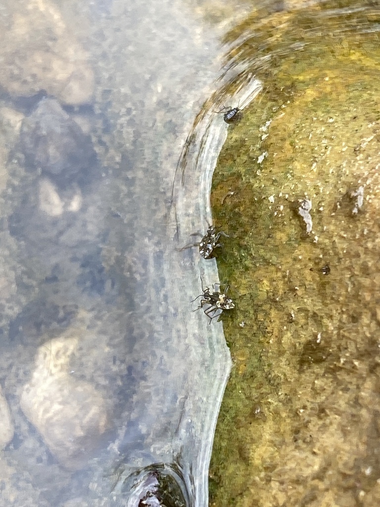 Microvelia americana from West Fork East Fork Whitewater River ...