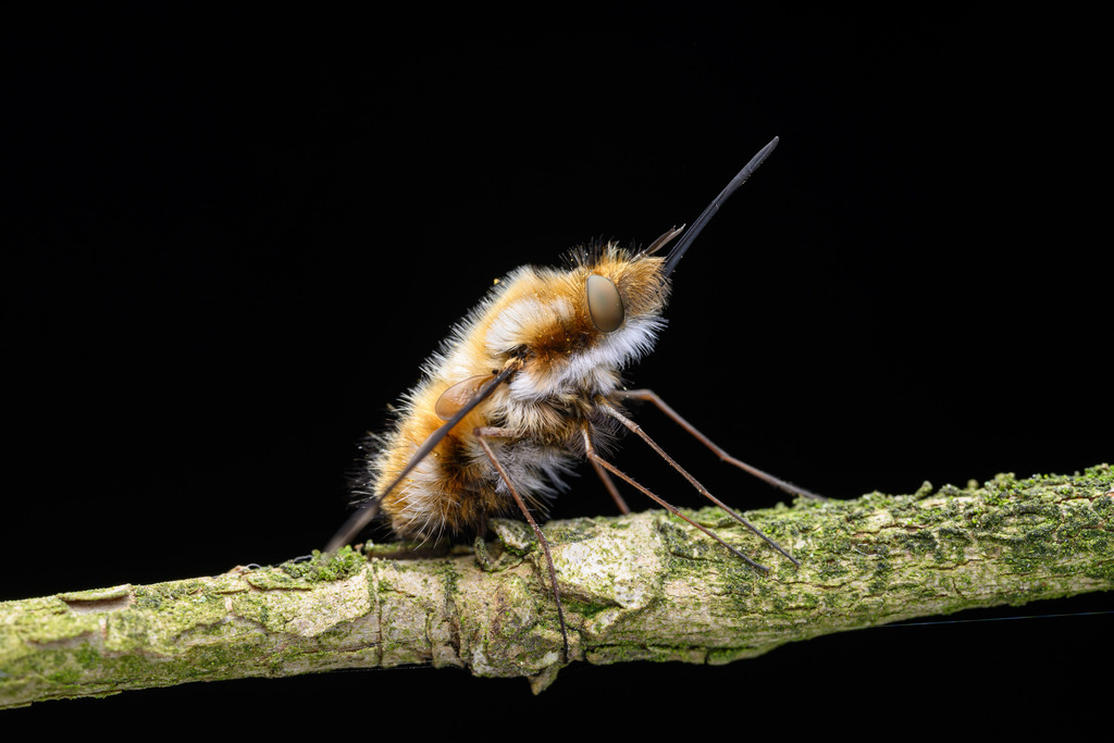 Greater Bee Fly from Hangzhou, Zhejiang, China on March 22, 2024 at 09: ...