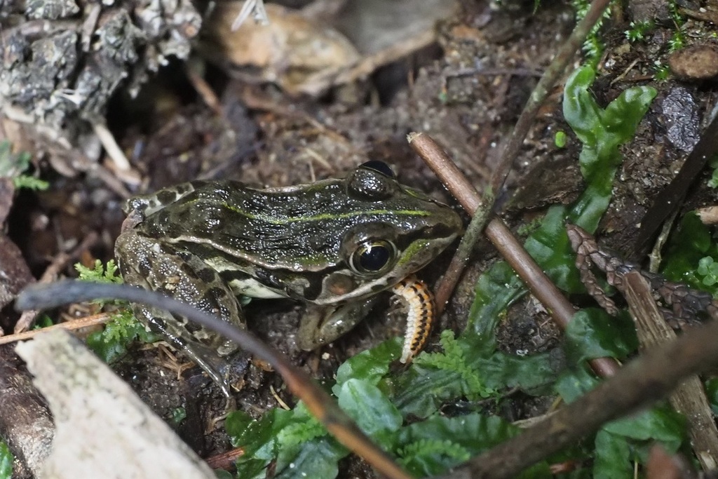 Black-spotted Frog in August 2024 by Shigefumi KANAO · iNaturalist