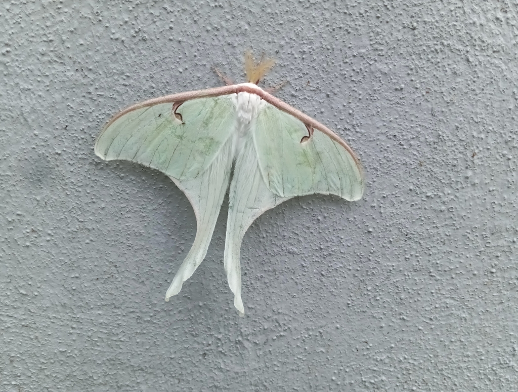 Mexican Moon Moth from 94118 Ver., México on September 23, 2024 at 12: ...