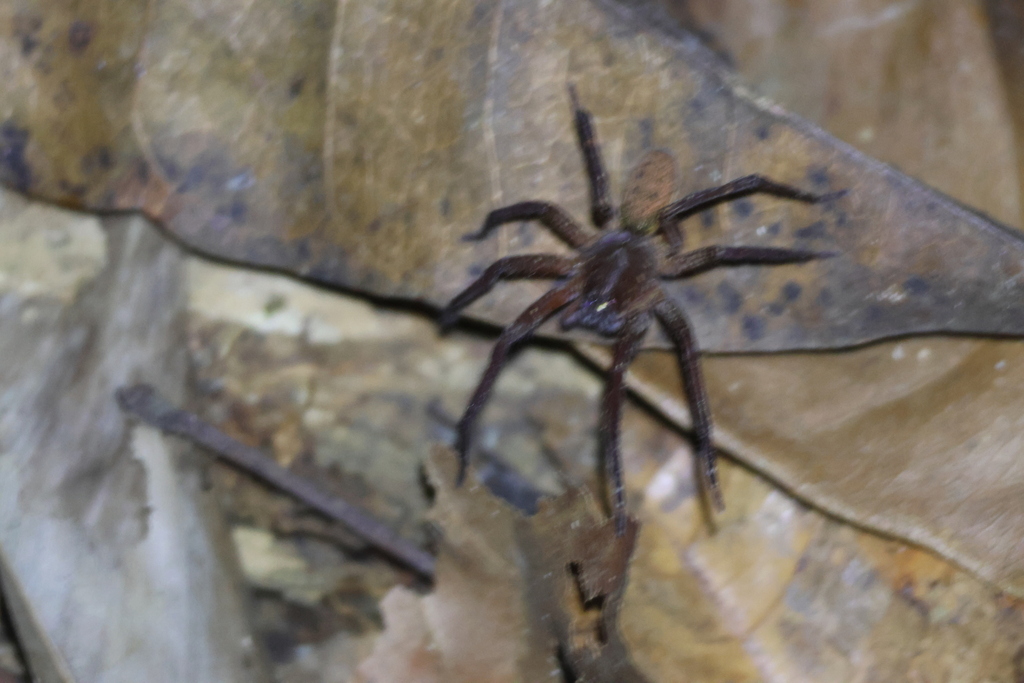 Wolf Spiders and Allies from Lekoko, Gabon on September 21, 2024 at 09: ...
