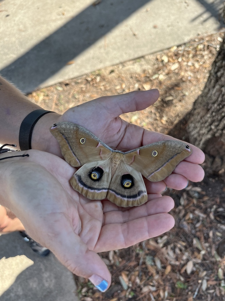 Polyphemus Moth from Mangum Rd, Houston, TX, US on September 26, 2024 ...