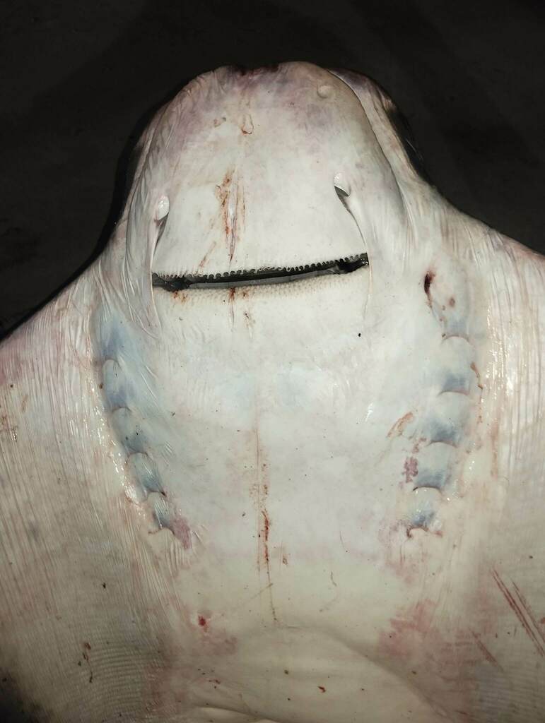 Javanese Cownose Ray in September 2024 by Raju Kasambe. Please help ...