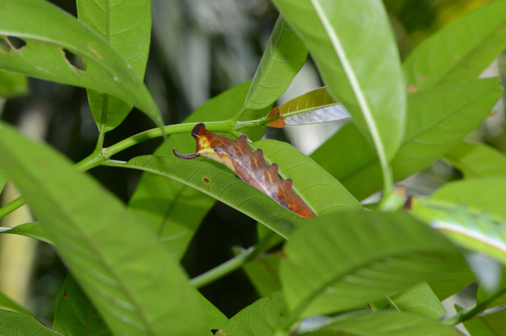 Jade Hawkmoth from Kumaradhara River, Karnataka on September 21, 2024 ...