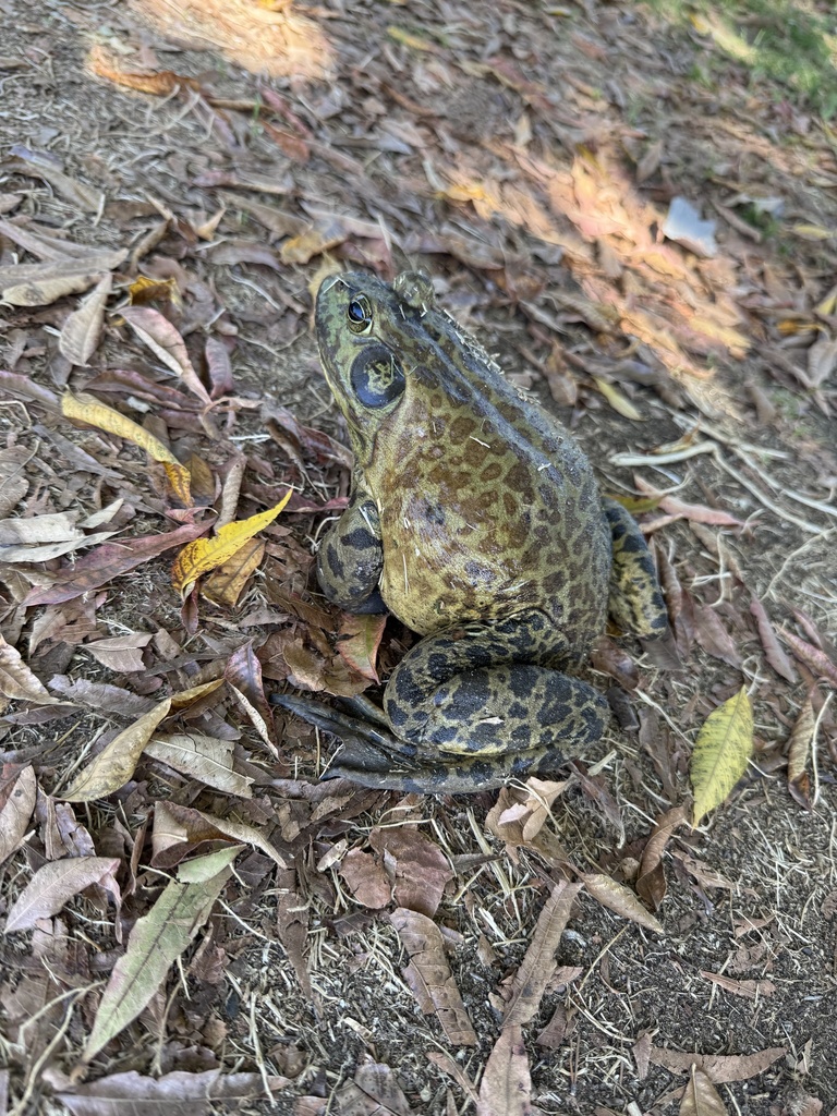 American Bullfrog from Hart Memorial Park, Bakersfield, CA, US on ...