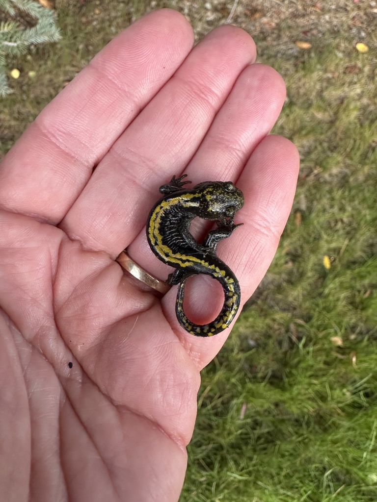 Long-toed Salamander from Sheep Meadow Ln, Ketchum, ID, US on September ...