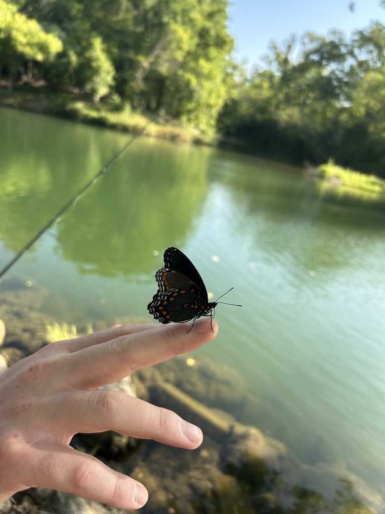 Red-spotted Admiral from Leon River, Belton, TX, US on July 15, 2023 at ...
